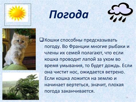 Всё о кошках. История одомашнивания кошек - презентация онлайн