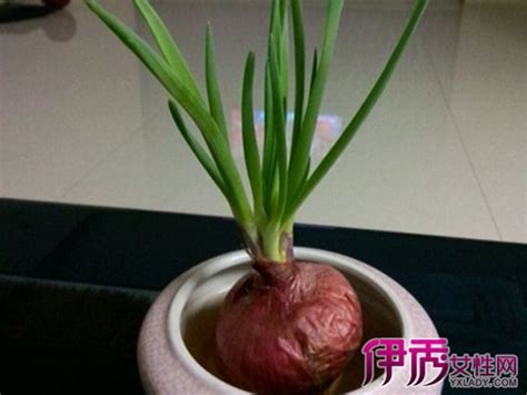 自制洋葱盆栽图怎么做自制洋葱盆栽好看呢 为你介绍它的制作方法 伊秀花草 yxlady