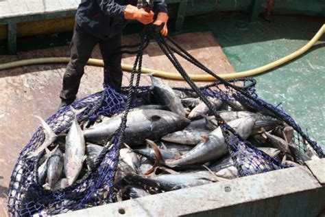 Republic Of Marshall Islands Bigeye And Yellowfin Tuna Fishery