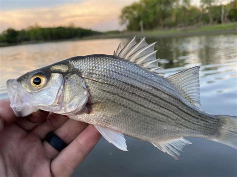 White Bass Habitat Diet Life Cycle Fishontips