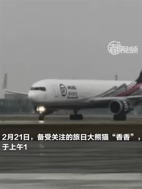 欢迎回家！大熊猫香香乘坐专机回国 手机新浪网