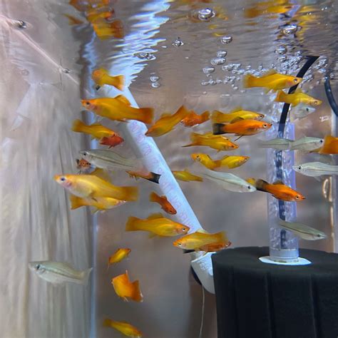Orange Pineapple Swordtails Currently Unavailable Discus Madness