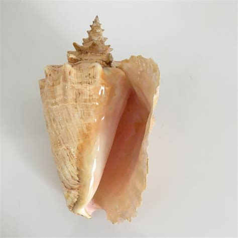 Giant Lambi Conch Large Vintage Collectible Shell Etsy