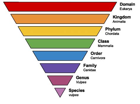 Classification Of Living Things