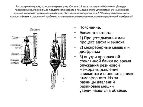 ЕГЭ по биологии Работа с рисунками презентация онлайн