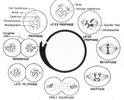 Cell Cycle Drawing At GetDrawings Free Download