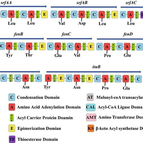Gene Clusters Of Surfactin Iturin And Fengycin In B Velezensis Al7