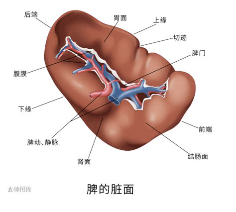 脾的脏面（标注版） 医学插画