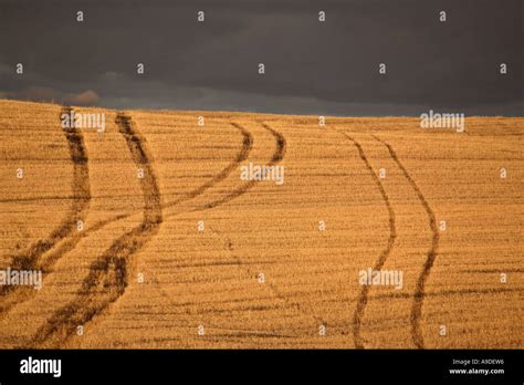 Tire Tracks Through Stubble Field In Scenic Saskatchewan Canada Stock