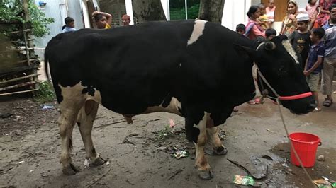 আমাদের কোরবানীর গরু কাটা চলছে সিরাজদিখান বিক্রমপুর মুন্সীগঞ্জ ২০২৩
