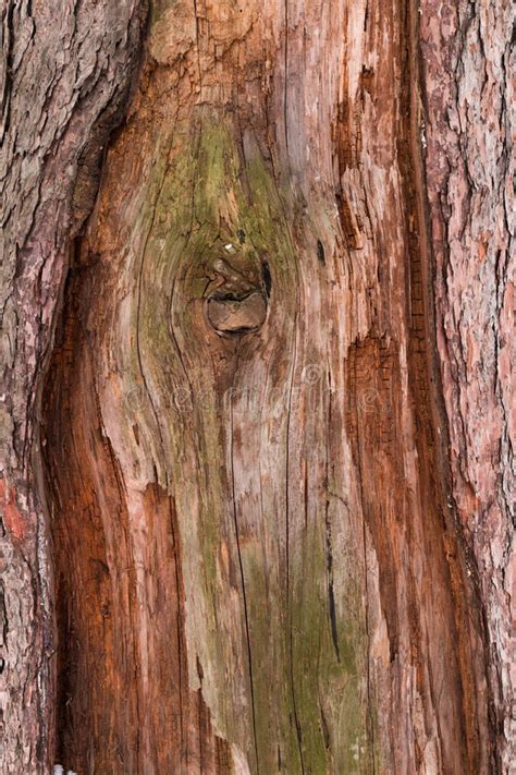 Old Tree Trunk With A Broken Bark Stock Image Image Of Bark Pine