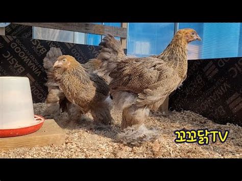Blue Gold Burama Chicken Youtube