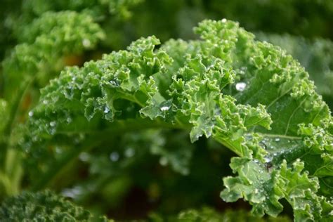 9 Science Backed Health Benefits Of Vitamin K Food Sources How To Ripe
