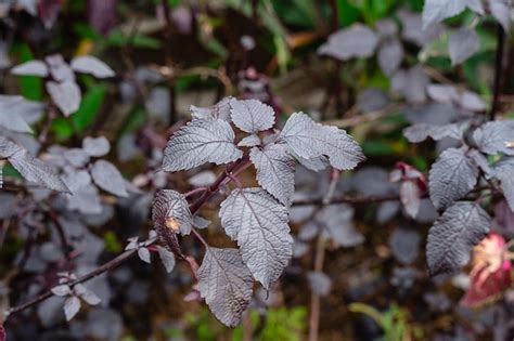 Premium Photo Purple Perilla Frutescens Var Crispa Also Known By