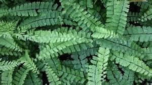 Adiantum Caudatum Ecured