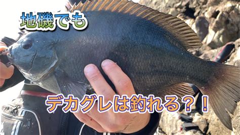 【和歌山】地磯でもグレ40cmは釣れる？！フカセ釣り Youtube
