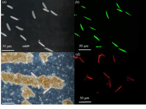 Figure 1 From Facile Synthesis Of Cu Doped Zno Nanoparticles For The Enhanced Photocatalytic