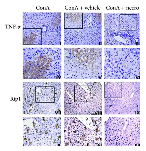 A Effects Of Nec 1 On Cona Induced Hepatic Tnf α And Rip1 Protein