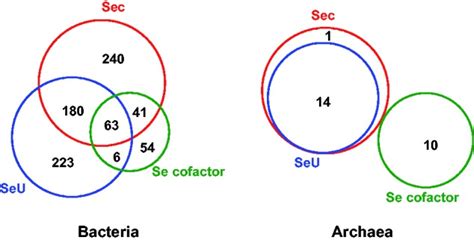 Comparative Genomics Reveals New Candidate Genes Involved In Selenium Metabolism In Prokaryotes