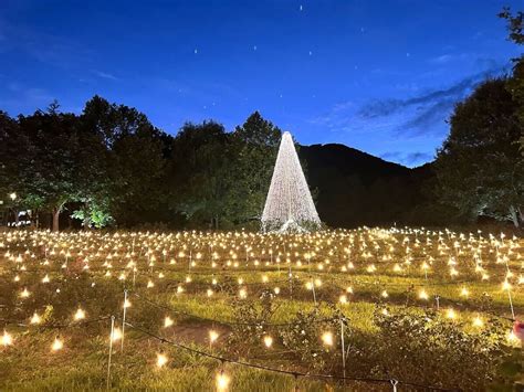 ネモフィラが見頃を迎えました やくらいガーデン｜東北最大級の花畑｜宮城県加美郡加美町