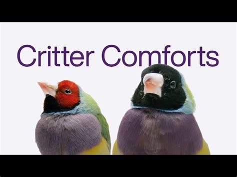 Els De Wit On Linkedin Telus Critter Comforts