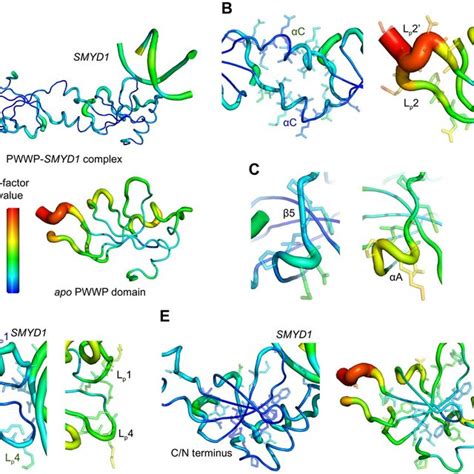 The NCL Binding Capabilities Of HDGF And The Apo PWWP Domain A The