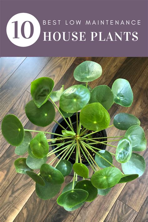 10 Best Low Maintenance Indoor Plants Artofit