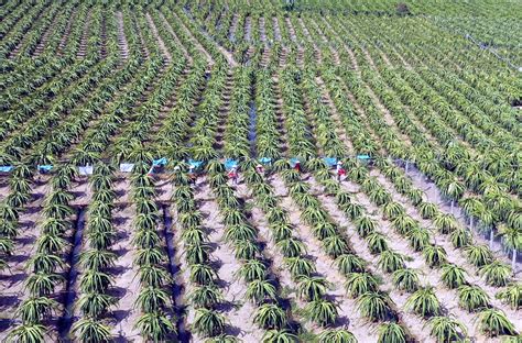 Đến Long An nhớ ghé thăm Vườn Thanh Long cực đẹp