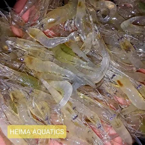 Jual Udang Rawa Udang Sawah Udang Kali Hidup Shopee Indonesia