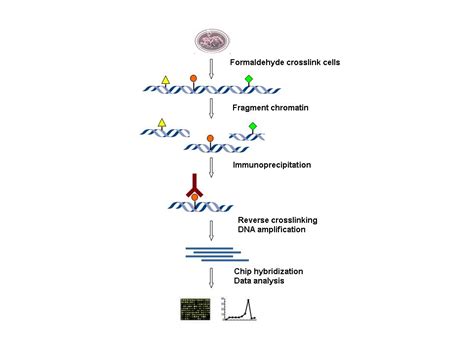 March Progress And Some Madness Molecular Evolution Developmental Biology Lab Bates College