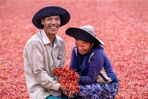Warganya Suka Pedas Kabupaten Penghasil Cabai Rawit Terbanyak Di