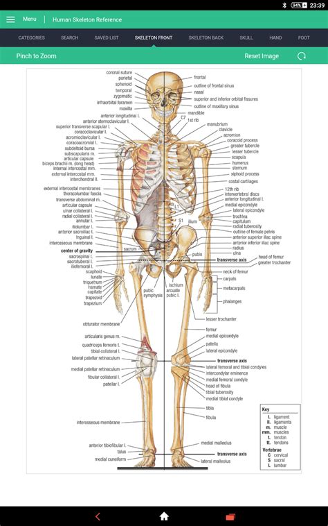 Human Skeleton Reference Guide Apk Pour Android Télécharger