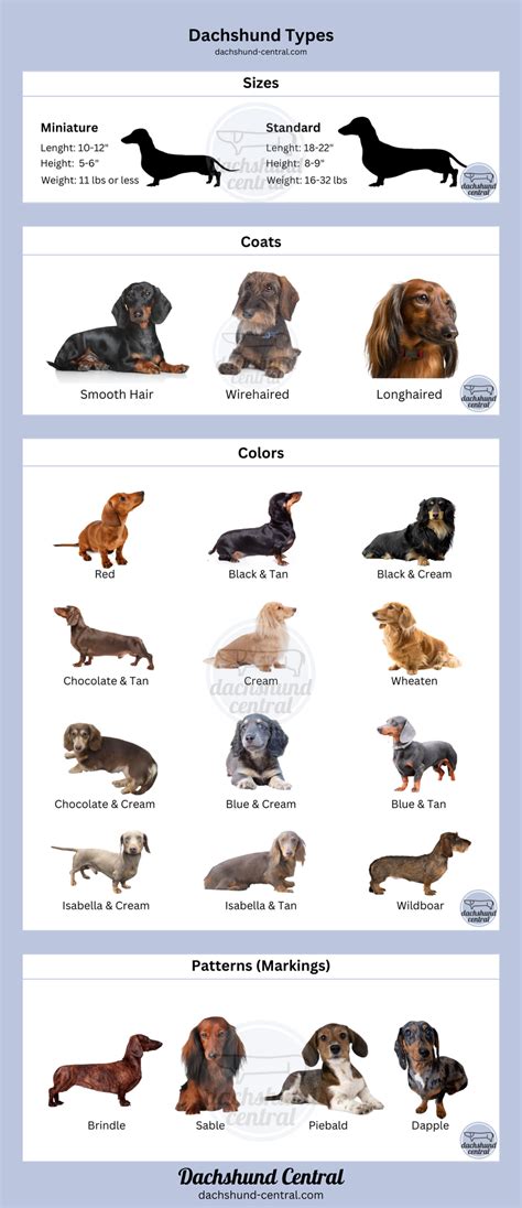A Complete Guide To Dachshund Coat Types And Colors Everything You Ne