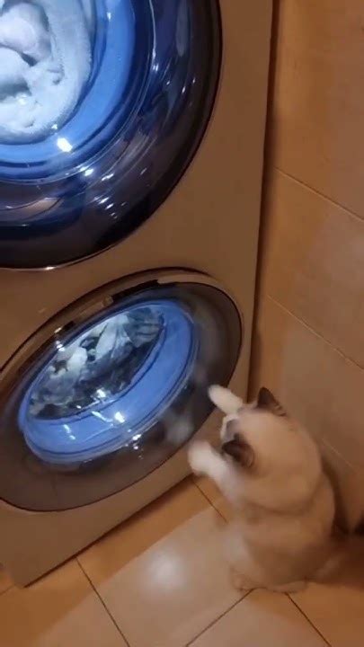 рэгдолл регдолл кошка рэгдолл Plushdollru Ragdoll котята котики животные питомниккошек