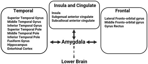 Fusiform Gyrus Amygdala