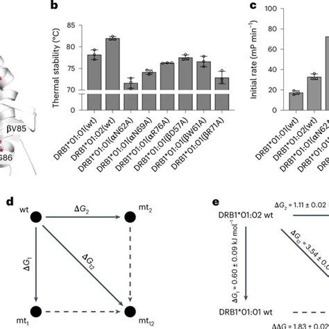 Allosteric Coupling Through The Peptide Binding Groove Modulates