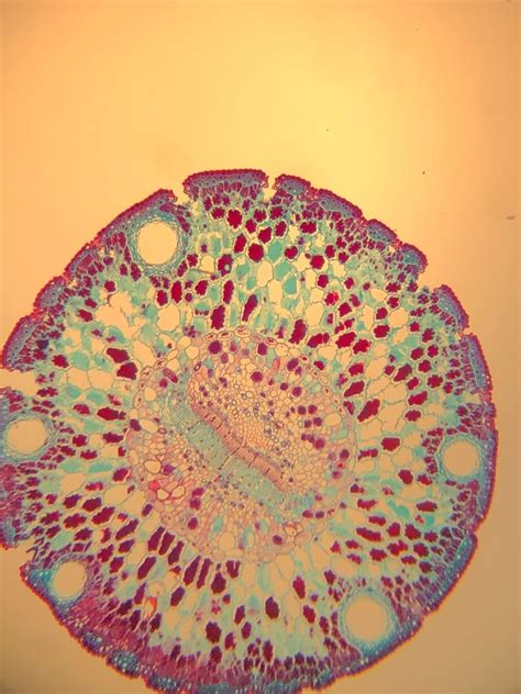 Pretty Plant Cell Art Photography