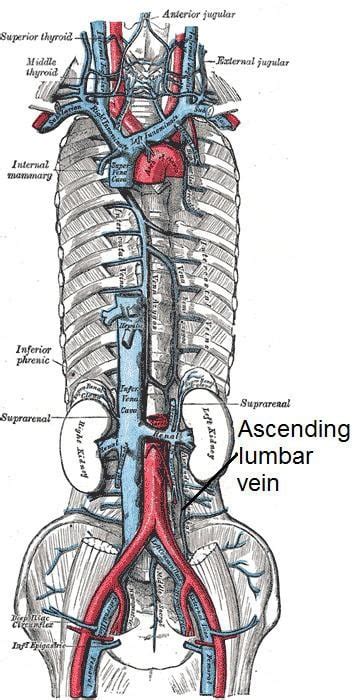 Ascending Lumbar Vein Alchetron The Free Social Encyclopedia