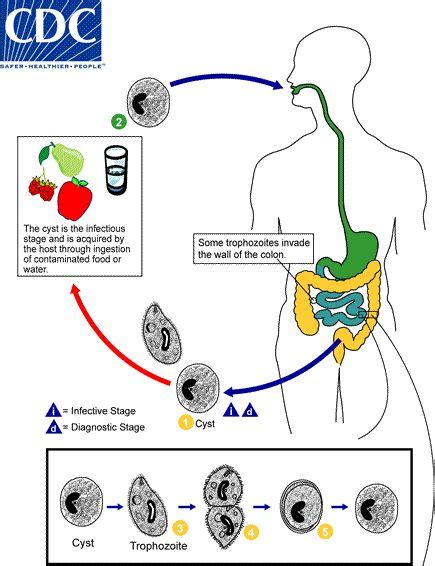 17 Best Images About Balantidium Coli On Pinterest Biology The O