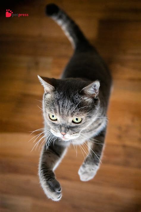 Feline Hyperthyroidism Early Signs And Modern Treatments Petpress