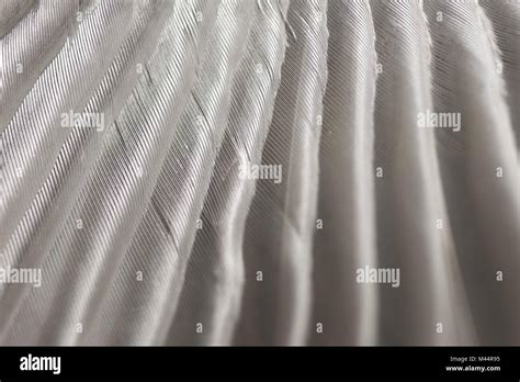 Delicate Details Of Primary And Secondary Wing Feathers From An