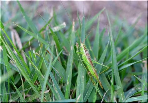 Insect