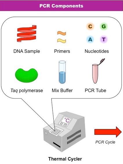 Pcr Componentsmed Profissão Biotec