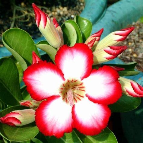Propagating colorful adenium species from cuttings