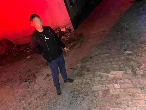 种了十年的罗汉松被偷，崇明警方连夜破案！澎湃号·政务澎湃新闻 The Paper