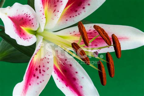 Stargazer Lily Stock Photo Royalty Free Freeimages