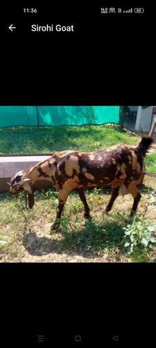 Sirohi Goat Female At ₹ 230piece Sirohi Goats In Ajmer Id