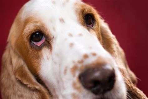 Tratamientos Caseros Para La Conjuntivitis En Perros Naturales Y