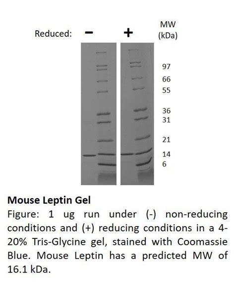 Mouse Leptin Recombinant Protein