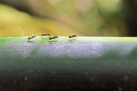 New Fossil Sheds Light On Early Evolution Of Ants Livemint
